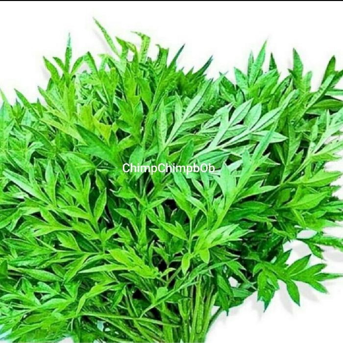Jual DAUN KENIKIR / DAUN SIMBUKAN / DAUN KARI / DAUN UBI / DAUN KACANG ...