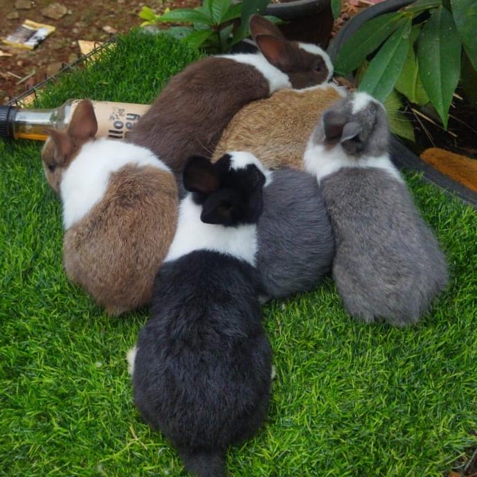Jual Kelinci Hias Mini dutch mini dut kelinci mini - Jakarta Timur ...