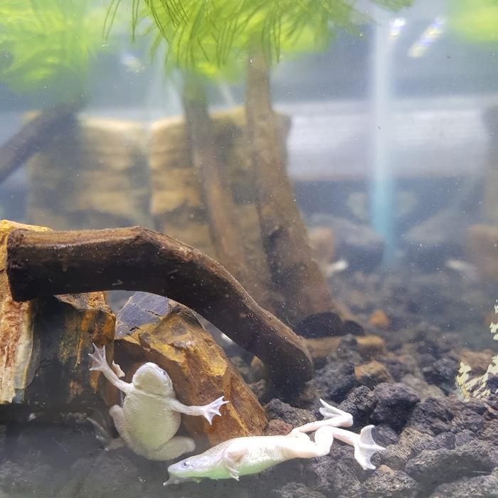 Jual African Dwarf Frog: 5 ekor kodok Albino dan 5 ekor kodok hitam ...