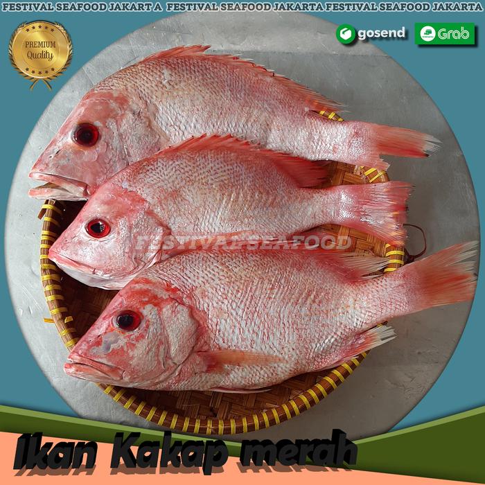 Jual Ikan Kakap Merah Segar 1Kg | Ikan Laut Segar / Red Snapper fresh ...