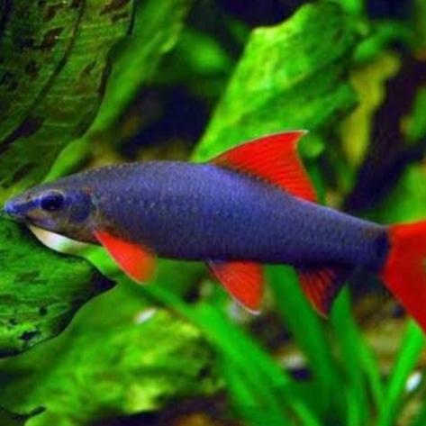 Jual Ikan hias redfin shark hitam | ikan hias aquarium aquascape ...