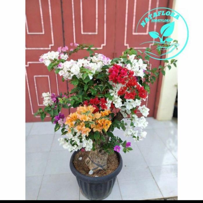 Jual TANAMAN HIAS BUGENVILE BUNGA KERTAS/BUNGA VARIAN WARNA - Kab ...