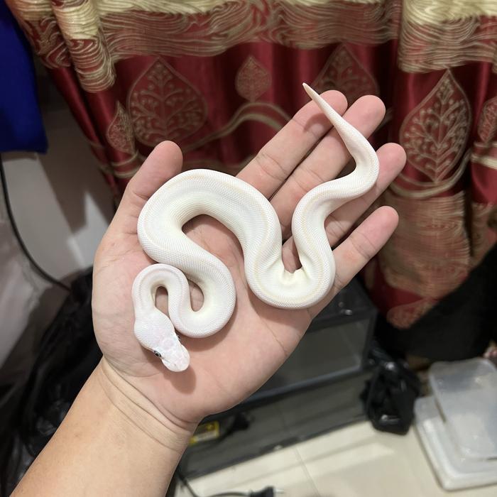 Jual ball python lucy blue eyed / ball phyton lucy blue eyed - Kota ...