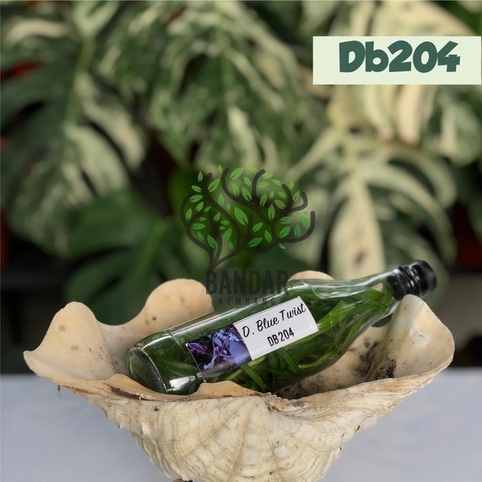 Jual Anggrek Bulan Dendrobium Botolan Bibit Anggrek Bulan Dalam Botol ...