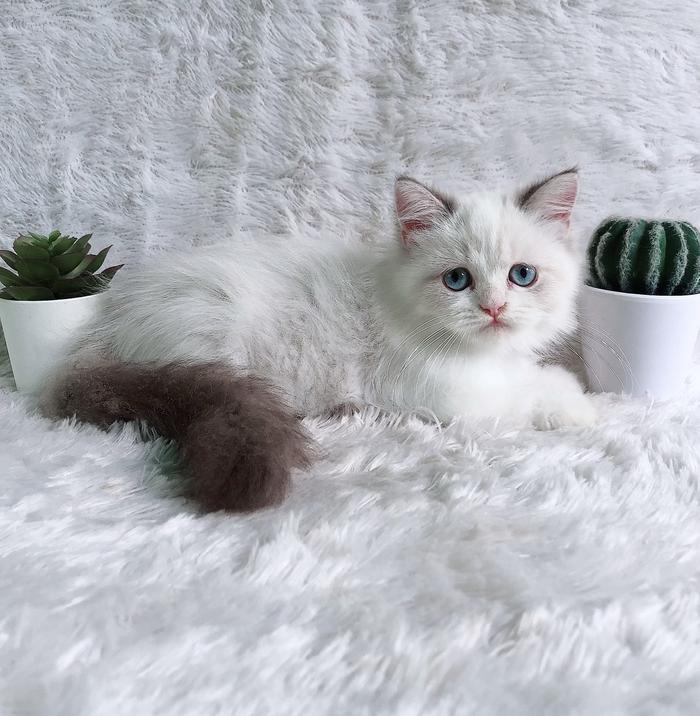 Jual kucing ragdoll jantan kitten - Jakarta Selatan - MokenCatHouse ...