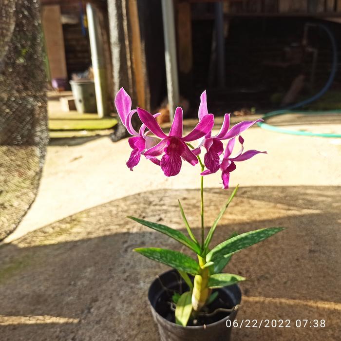 Jual Dendrobium Lithocola x Stratiotes Dewasa (Anggrek Mini) - Kab ...