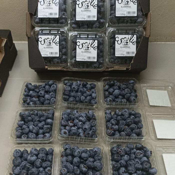 Jual Blueberry blueberies 125 grm / pack - Jakarta Barat - PartnerBuah ...