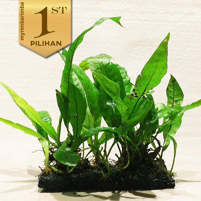 Jual Kadaka Lempeng Pakis Tanaman Air Java Fern Hiasan Aquarium ...