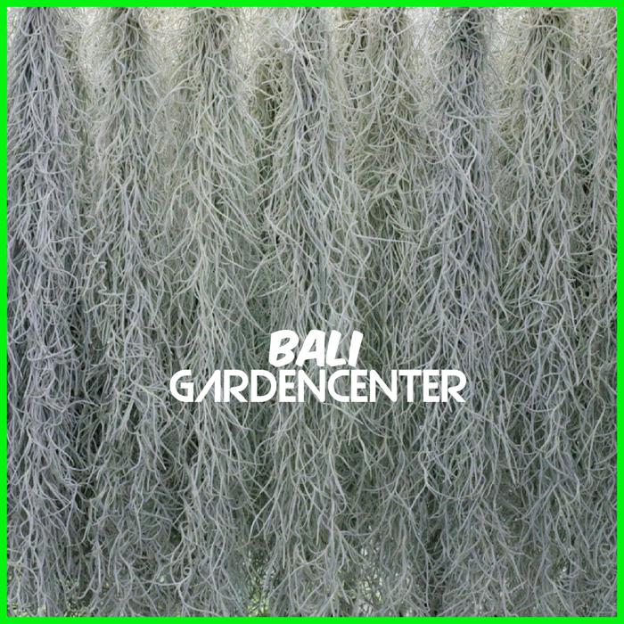 Jual Tanaman Hias Spanish Moss Tillandsia Usneoides - Jenggot Musa ...