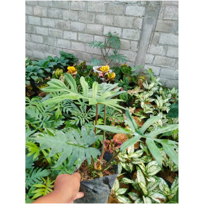 Jual tanaman hias bunga philodendron mayoi/philo mayoi tanaman cantik ...