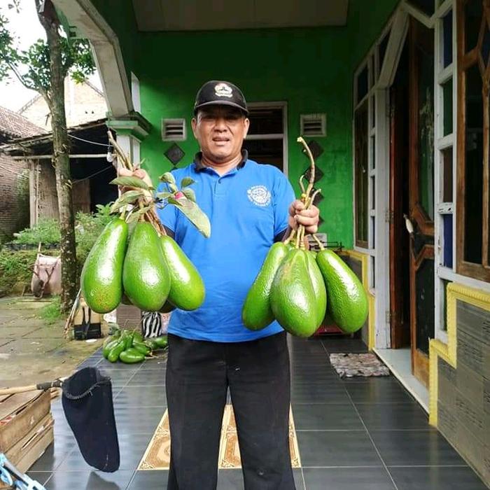 Jual Bibit alpukat mentega jumbo ukuran 80-1 meter super unggul - Kab ...