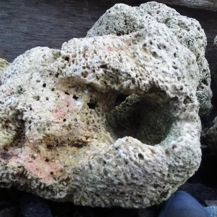 Jual Batu karang laut lubang goa aquarium rumah ikan size 2kg aquarium ...