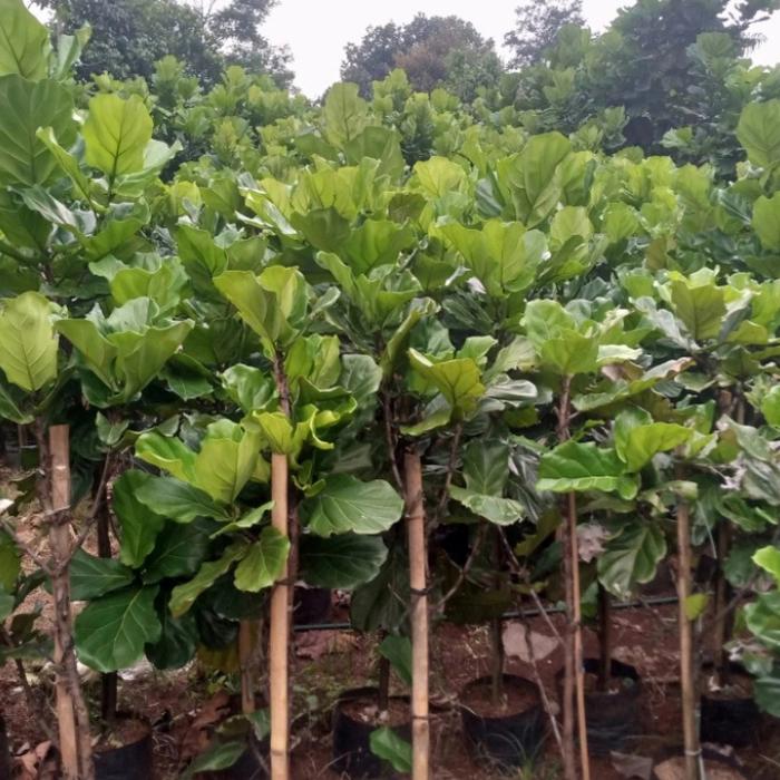 Jual ketapang biola cantik tinggi 3 meter pohon peneduh/pelindung ...