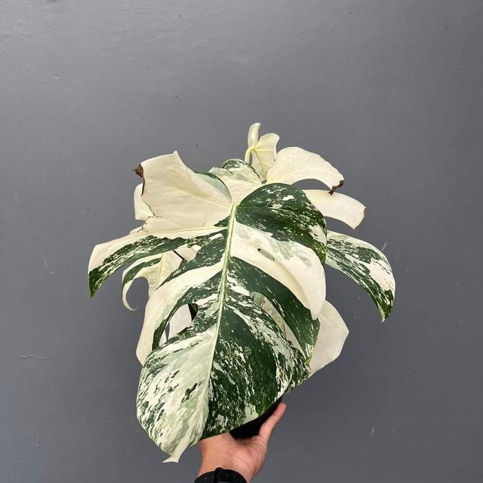 Jual tanaman hias Monstera Variegata White Tiger murah 4 - Kota Depok ...
