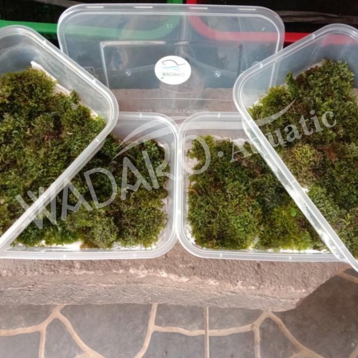 Jual moss ricardia MINI per BOX tanaman aquascape aquarium - Kota ...