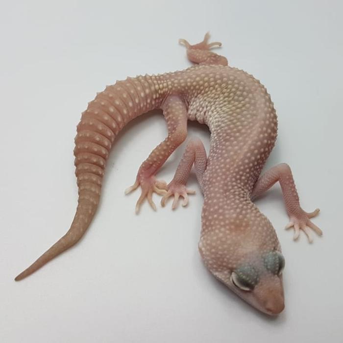 Promo leopard gecko pilih sendiri edisi Eclipse - snow radar - Kab ...