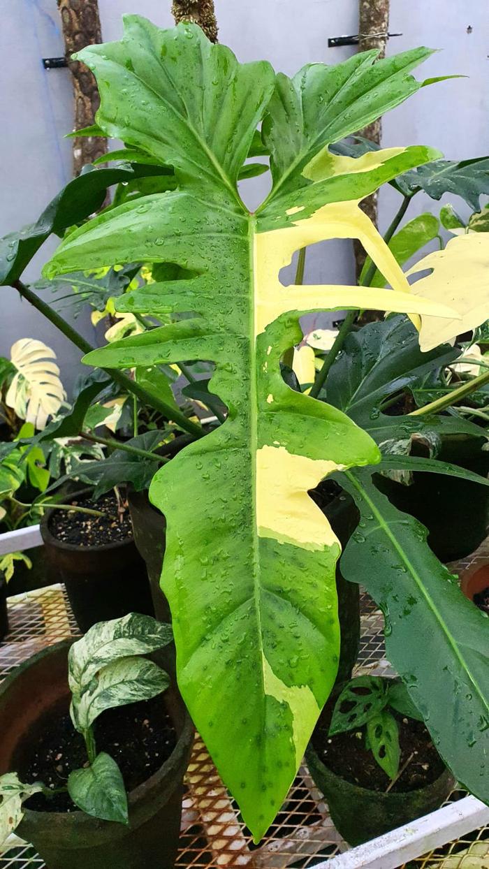 Jual Philodendron Golden Dragon Variegata - Kota Denpasar - Makna Kebun ...