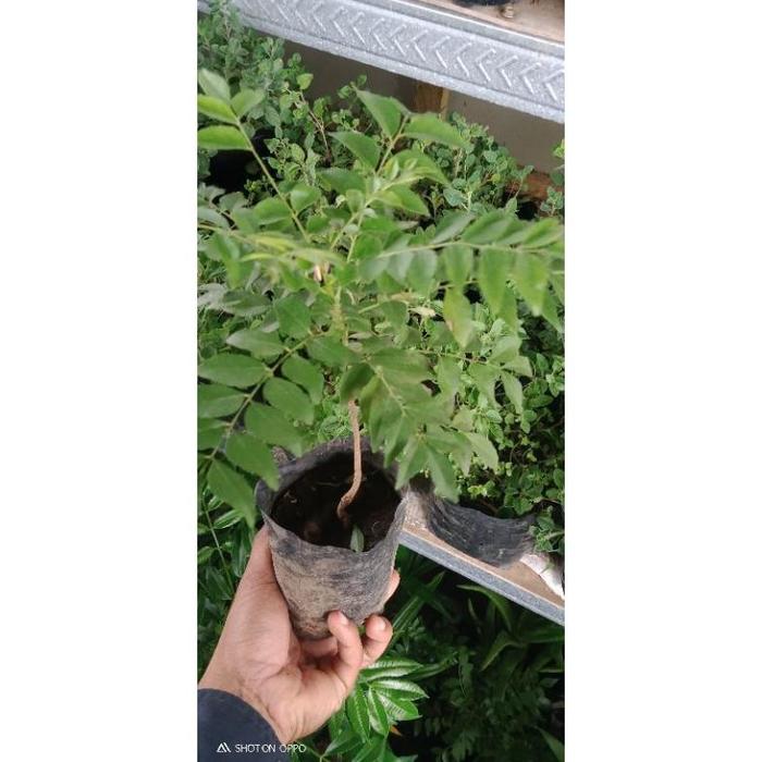 Jual Vb Tanaman Toga Daun Kare / Salam Koja - Kab. Jember - Toko ...