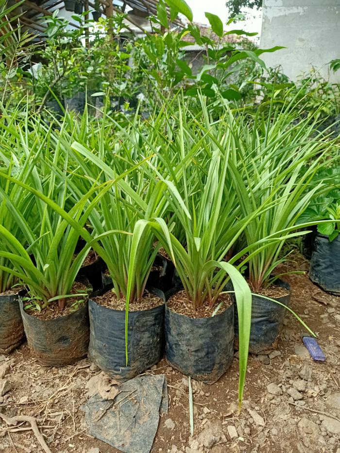 Jual Bibit Bunga sedap malam siap berbunga - Kab. Bogor - ZPLANT ...