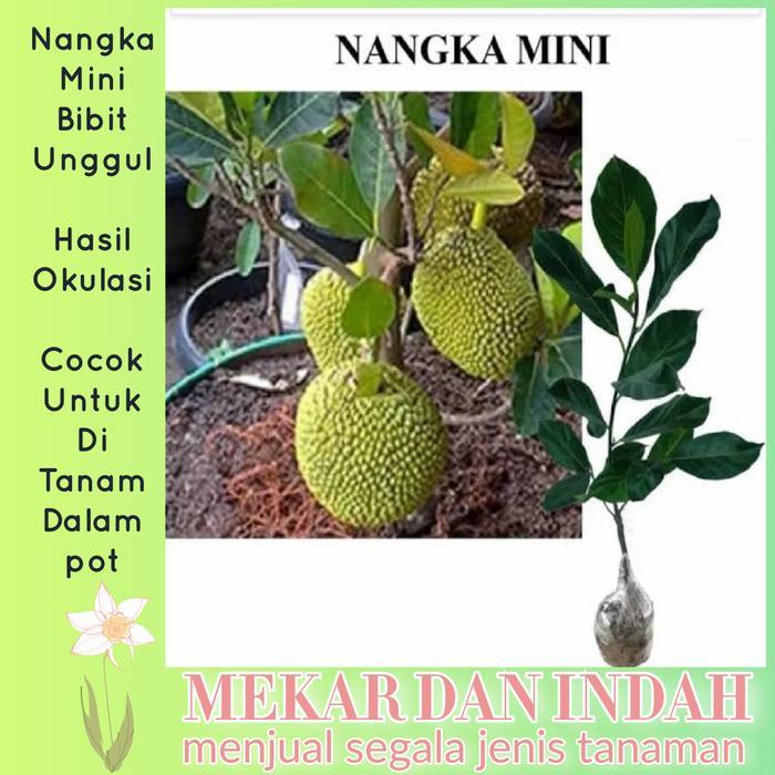 Jual Bibit tanaman buah nangka mini unggul, pohon nangka mini unggul ...