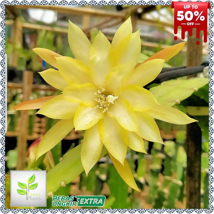 Promo bunga wijaya kusuma kepiting yellow - tanaman hias wijaya kusuma ...