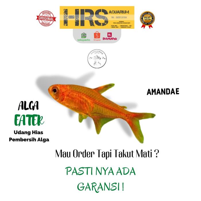 Jual ikan hias amandae aquascape murah-bergaransi-cod - Kab. Bogor ...
