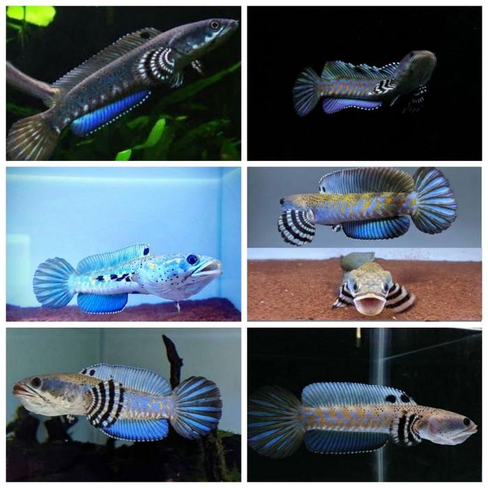 Jual ikan channa Blue Pulchra - ikan predator ikan cana - Kota ...