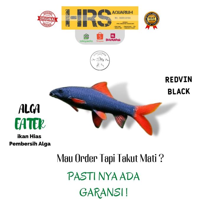 Jual ikan hias redfin black aquascape murah-bergaransi-cod - Kab. Bogor ...