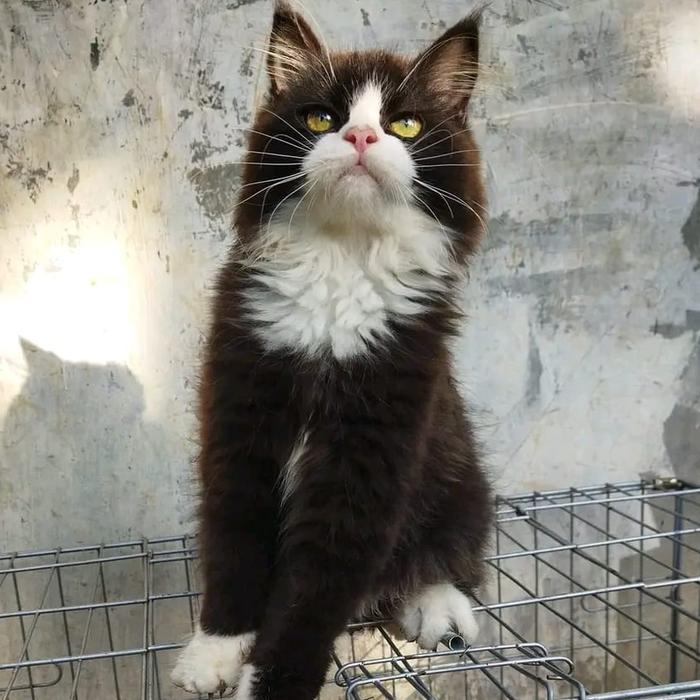 Jual kucing persia mix mainecoon - Kota Tangerang - kaya ungkep presto ...