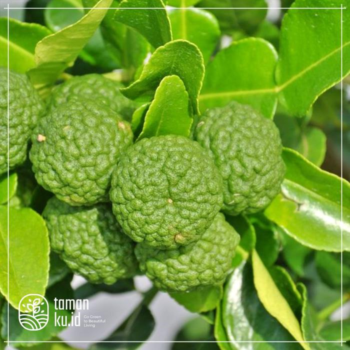 Jual Bibit jeruk purut Tanaman Buah jeruk purut Daun jeruk purut - Kota ...