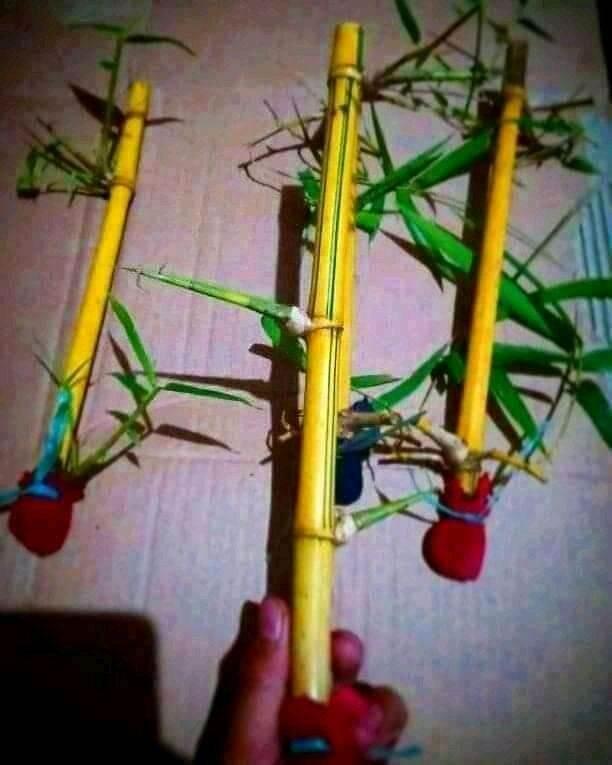 Jual tanaman hias bambu kuning stek jenis mini - Jakarta Selatan ...