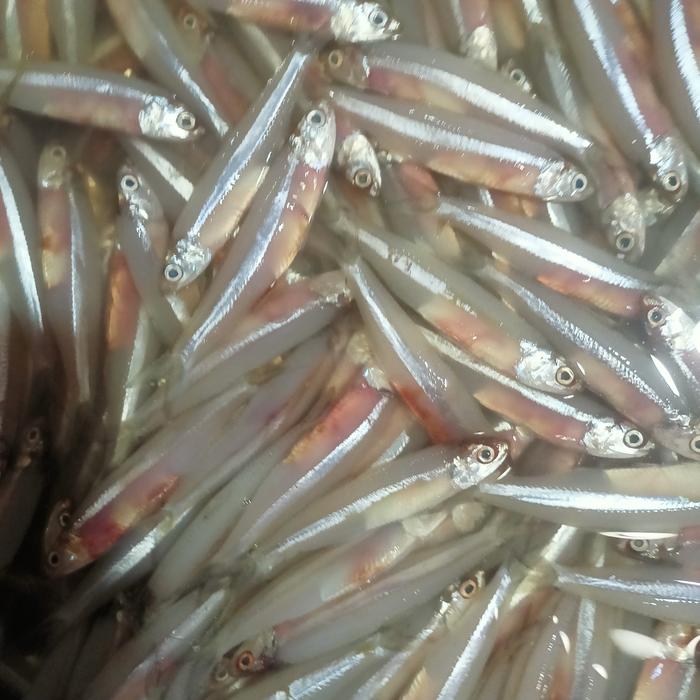 Jual Ikan Teri Besar Segar Berkualitas 500Gr - Jakarta Selatan - IKAN ...