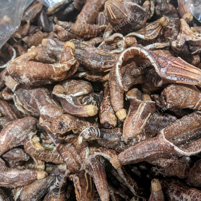 Jual kerupuk teripang khas surabaya murah kemasan 100g - Kota Surabaya ...