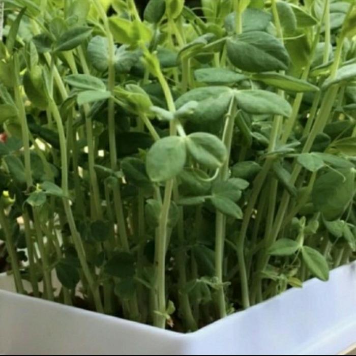 Jual Benih Sayur Snow Peas Tomiao - Kacang Kapri ( 1000 Gram ) - Kota ...