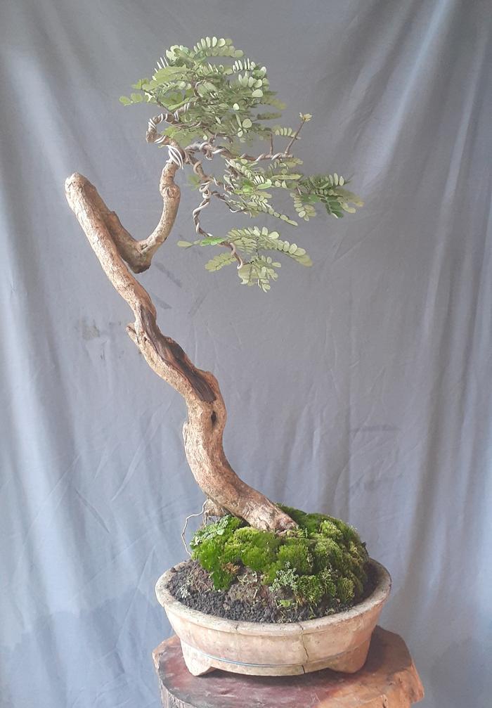 Jual Bonsai asem saga bunjin style - Kota Bandung - R_Garden | Tokopedia