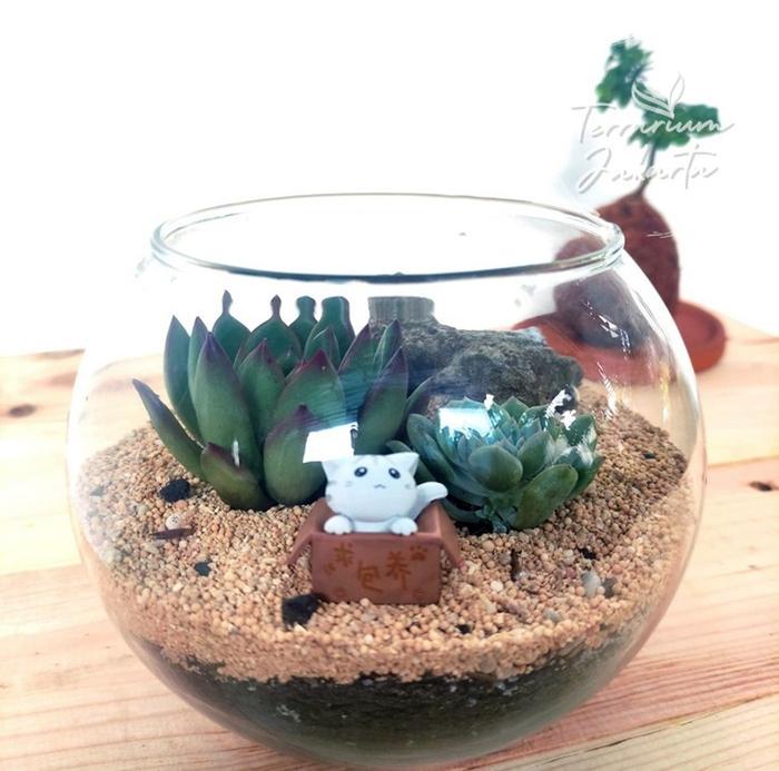 Jual Terrarium Planet - Succulent Pasir Bali Kado Gift Tanaman Hias ...
