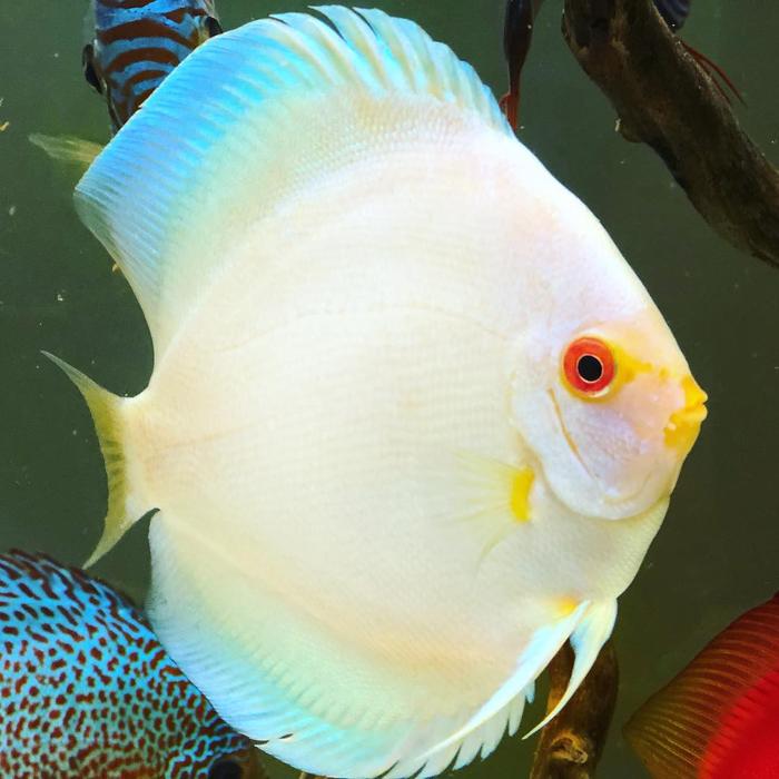 Jual discus white diamond 2 inch ikan discus white diamond - Kota ...