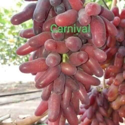 Jual Bibit Anggur Carnival (CRV) Grafting Rootstock Import Valid - Kab ...