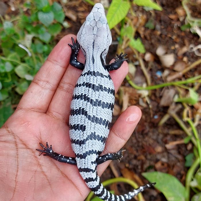 Jual panana axanthic skink - Kota Ternate - Aquilla 21 | Tokopedia