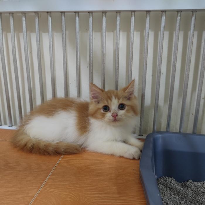 Jual kucing kitten adult ras persia himalaya - Kota Bekasi - SHAM PETS ...