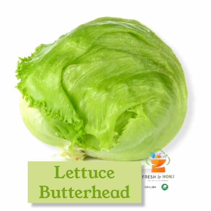 Jual Selada kepala / lettuce butterhead / segar / 500 gram - Jakarta ...
