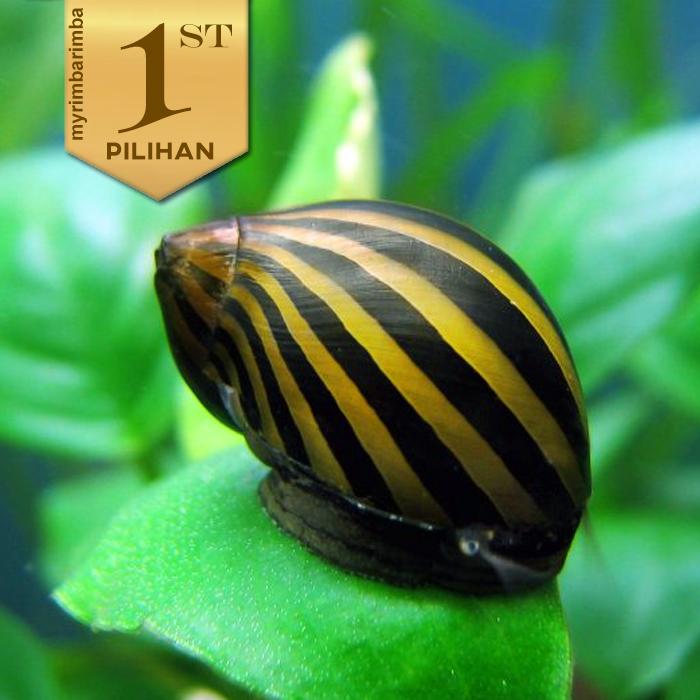 Jual Keong Turbo Paduan Ikan Hias Hiasan Aquarium Tanaman Air Aquascape ...