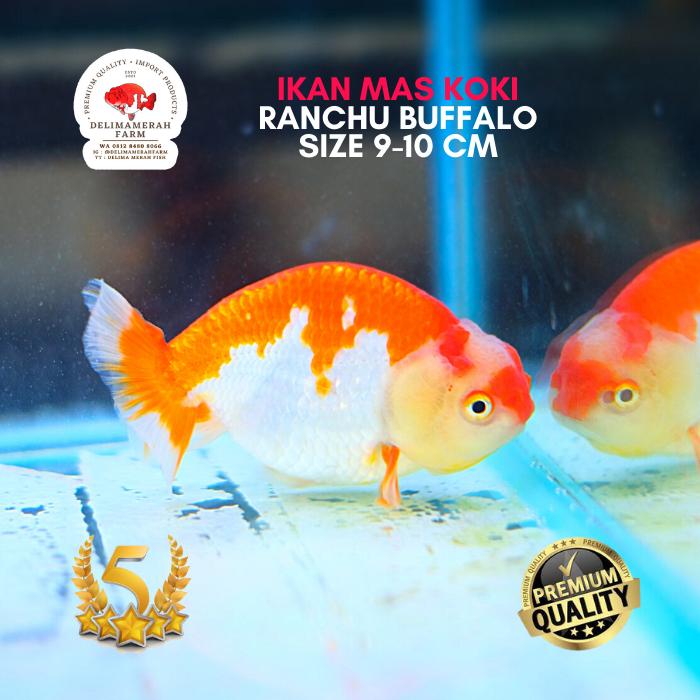 Jual IKAN MAS KOKI RANCHU RED AND WHITE BUFFALO SIZE 9-10 CM - Kota ...