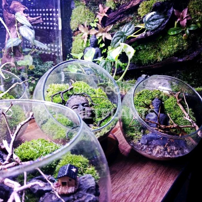 Jual TERRARIUM SMALL FOREST / GIFT PLANT / KADO TANAMAN HAMPERS ...