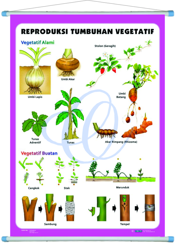 Jual Poster / Charta Reproduksi Tumbuhan Vegetatif - Kab. Sidoarjo ...