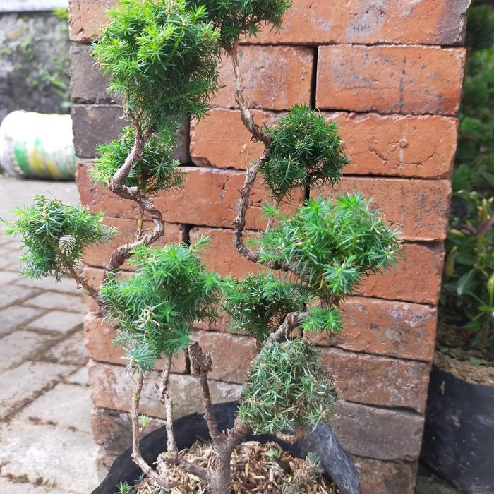 Jual Tanaman hias bonsai Cemara Papua - Kota Batu - dunia bibit tanaman ...
