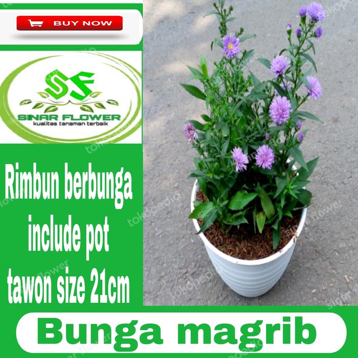 Promo bunga magrib tanaman hias include pot tawon putih rimbun ...