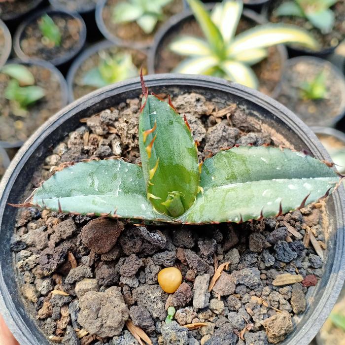 Jual agave titanota blue ball small size - Kab. Bandung Barat ...