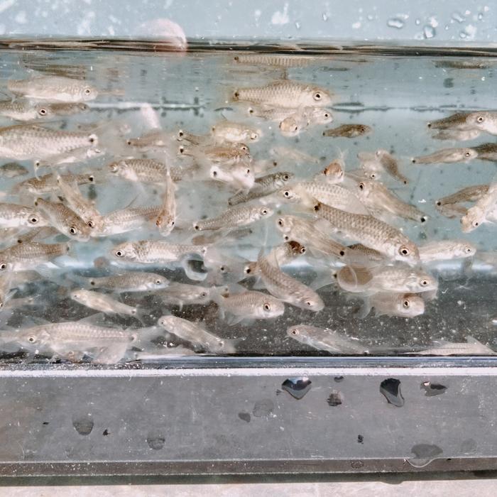 Jual ikan dewa/mahser/jurung/ikan Batak/kancrea UK 3_4 cm 20 ekor - Kab ...