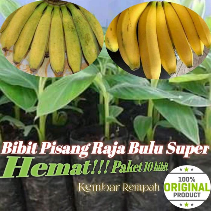 Jual Grosir 10 bibit pisang raja bulu super siap tanam - Kab. Cilacap ...